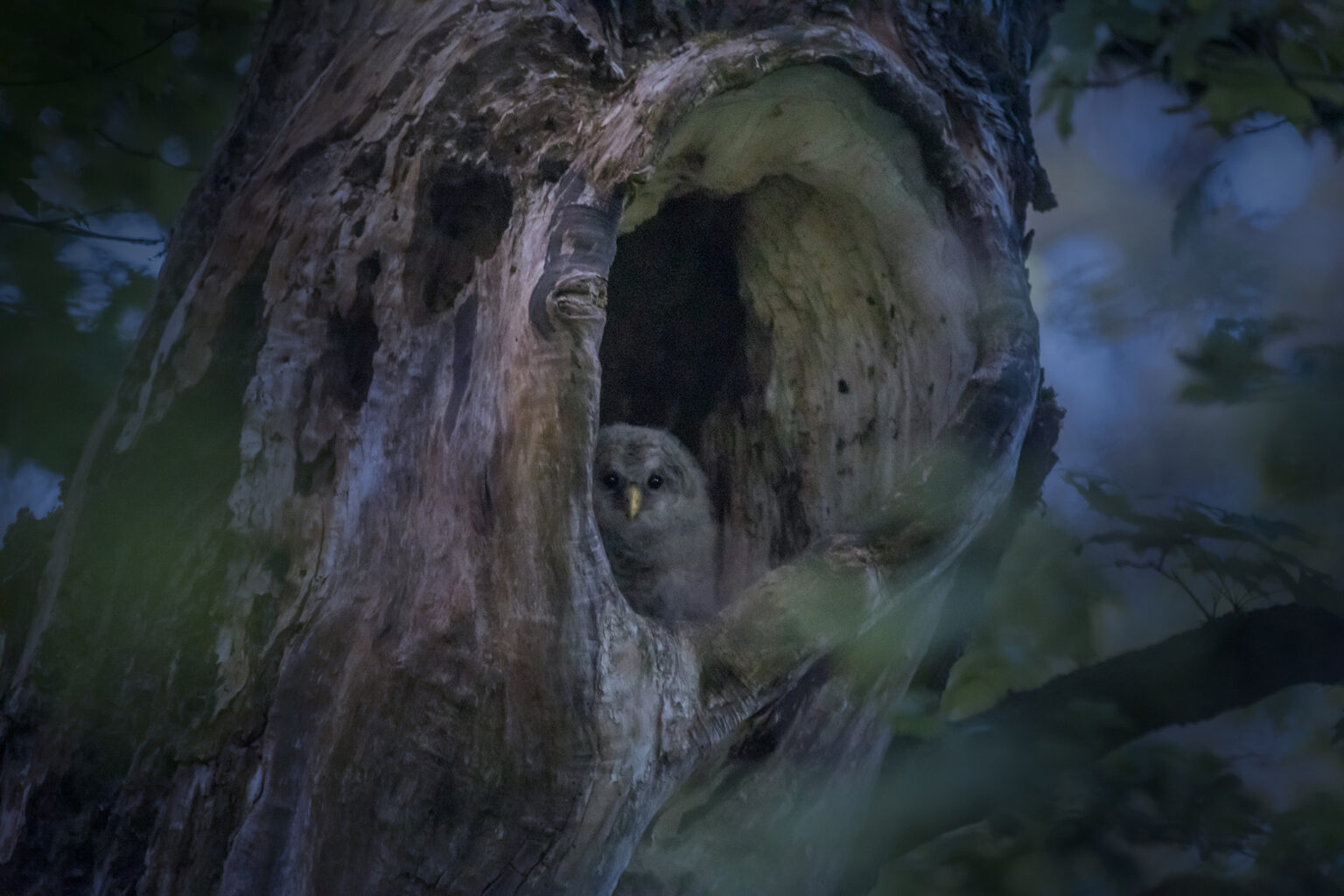 Ural owl (Strix uralensis) https://karits.eu/index.php/2026/02/02/ural ...