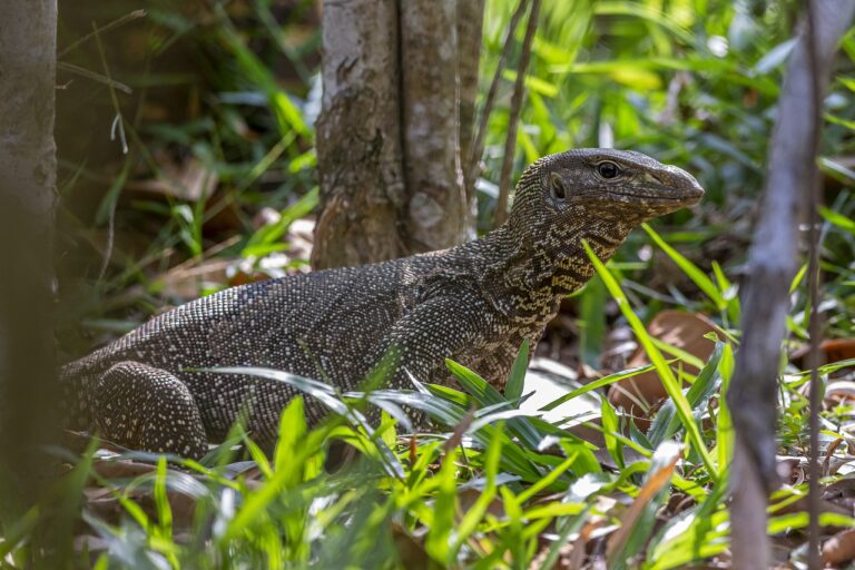 Asian Water Monitor (Varanus salvator) https://karits.eu/index.php/2026 ...