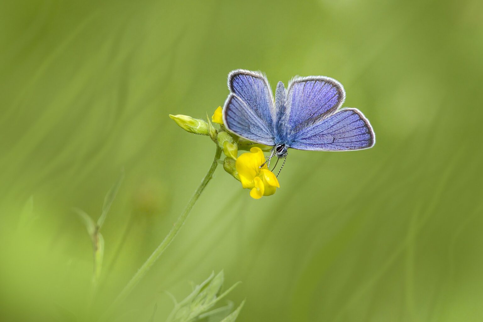 Mazarine Blue (Cyaniris semiargus) https://karits.eu/index.php/2026/01 ...