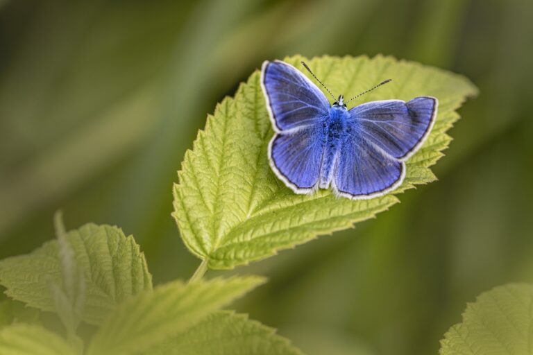 Common blue (Polyommatus icarus) https://karits.eu/index.php/2026/01/17 ...