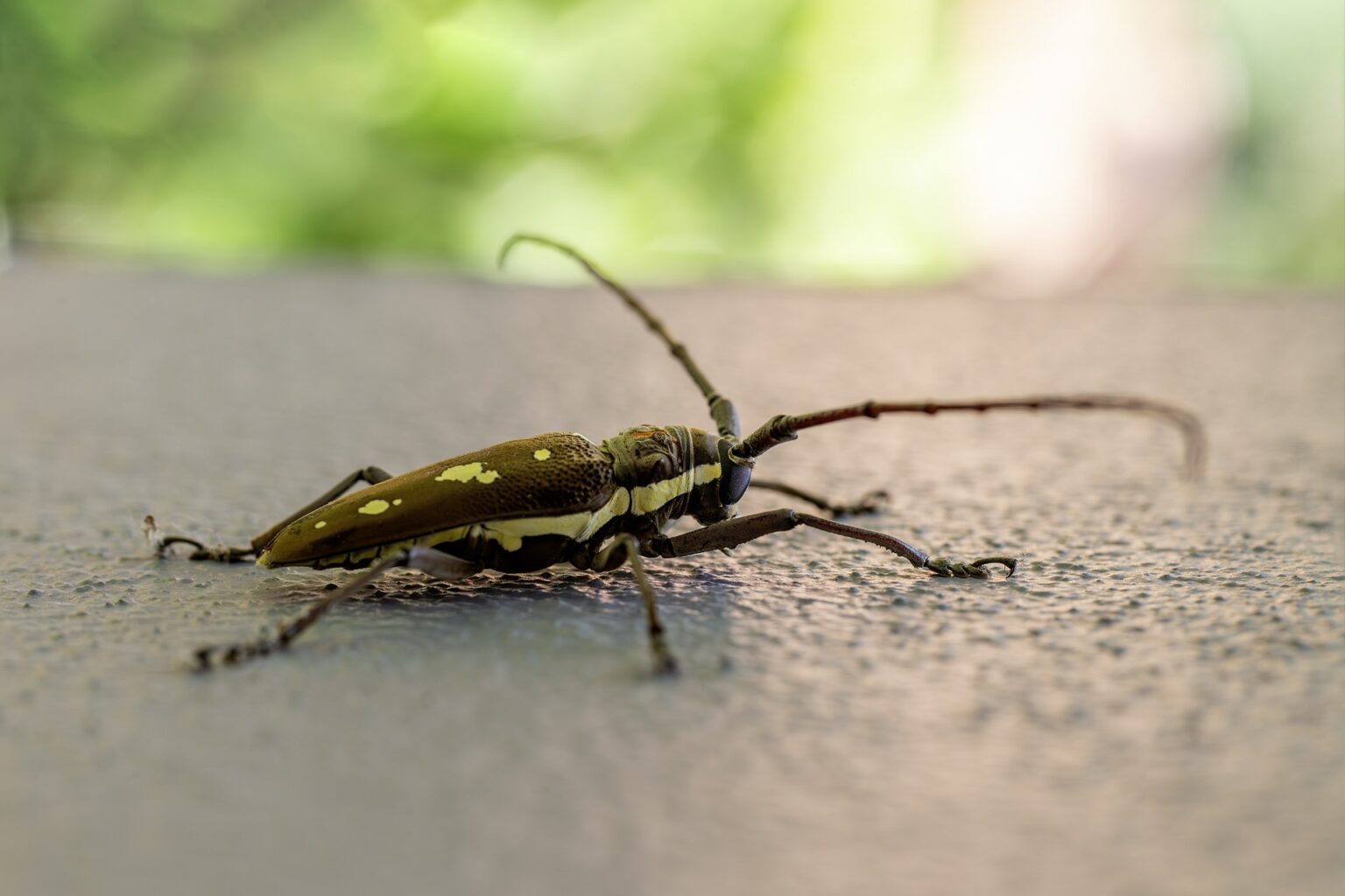 Rubber Root Borer (Batocera rubus) https://karits.eu/index.php/2025/01 ...