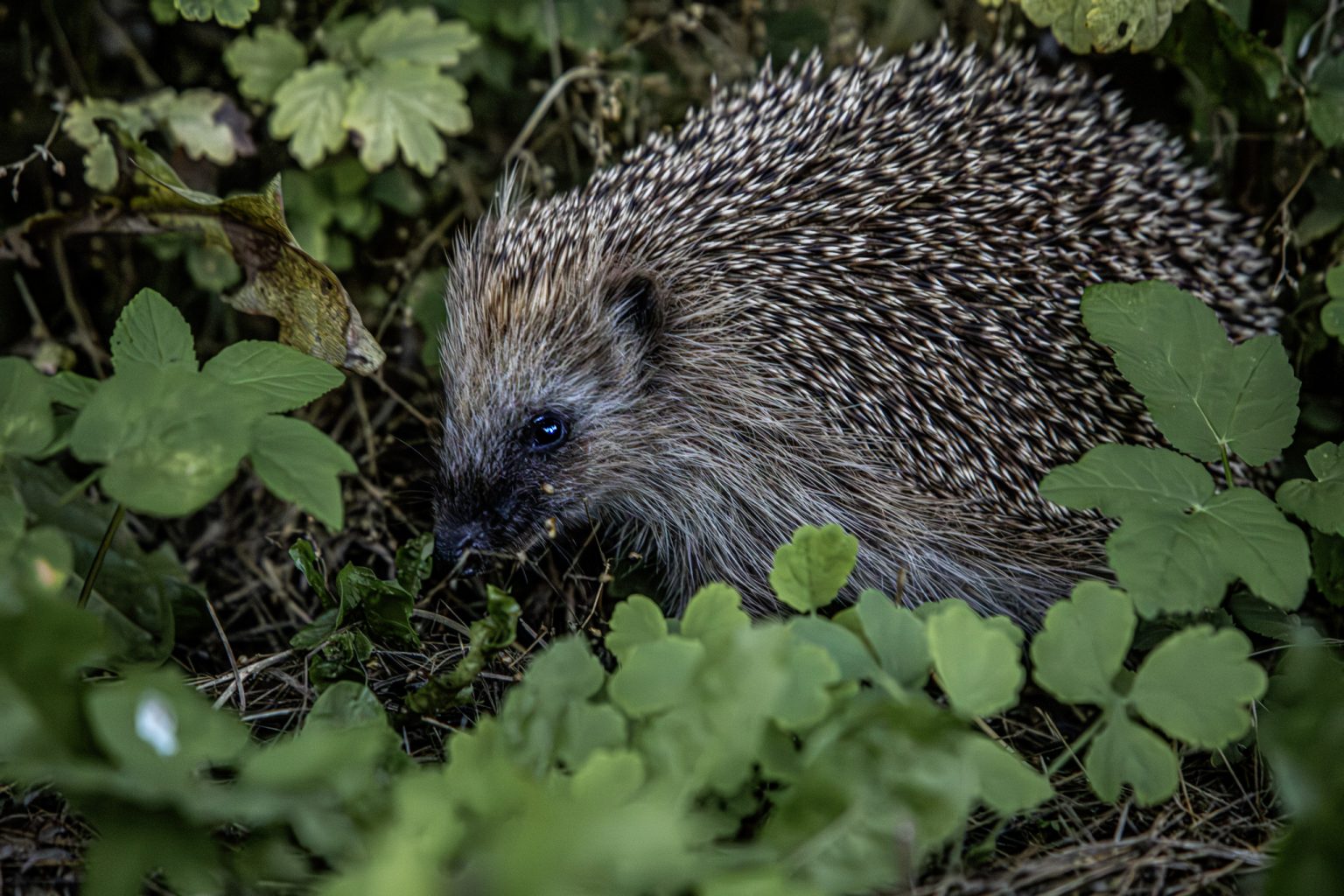 European hedgehog (Erinaceus europaeus) https://karits.eu/index.php ...
