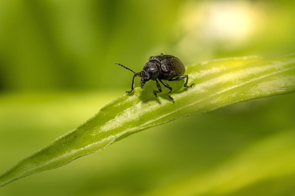 Western Grape Rootworm (Bromius obscurus) - Wildlife Photography by ...
